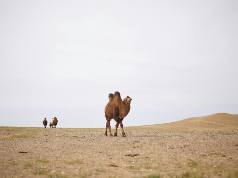 How Wild Camels Survive in the Harshest Deserts - Animals Around The Globe