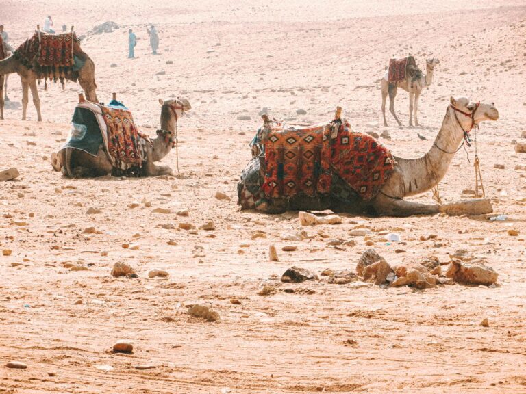 How Wild Camels Survive in the Harshest Deserts - Animals Around The Globe