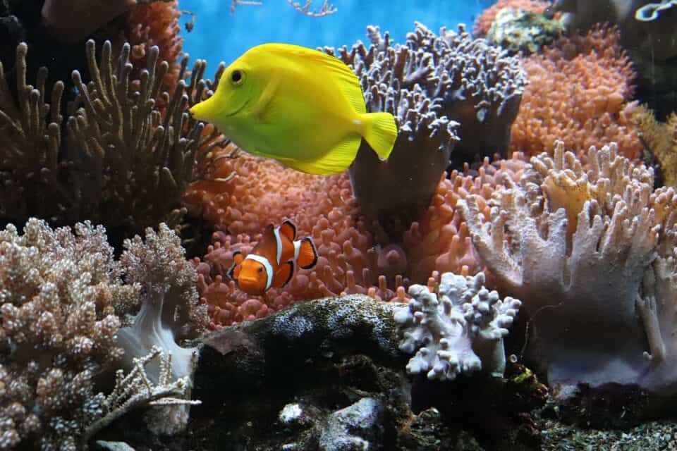 Why Sharks Are Critical for Coral Reef Survival