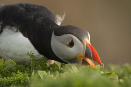 Where to See Puffins Nesting in the United States