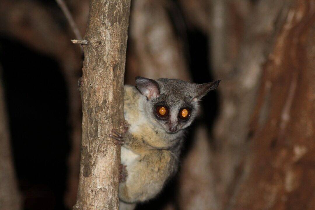 Tarsiers: The Tiny Primates with Giant Eyes - Animals Around The Globe