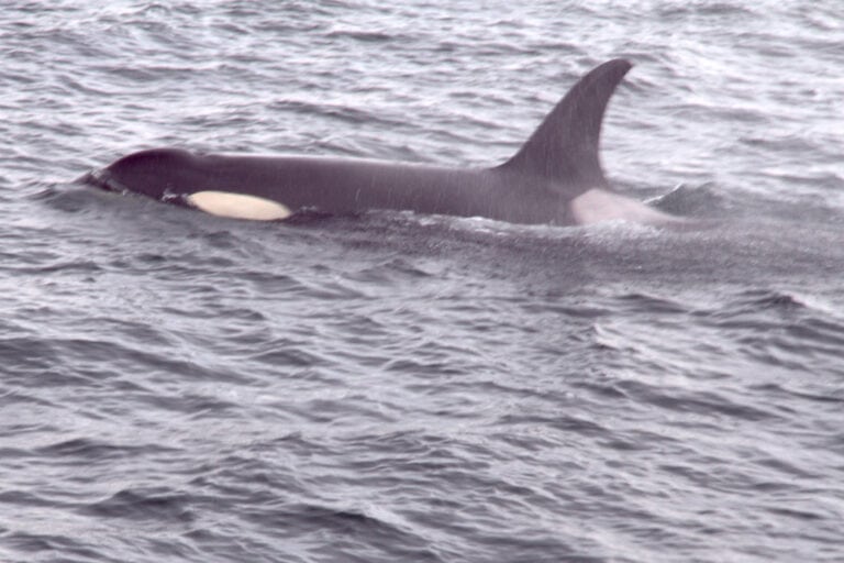 Killer Whales Have Culture, Accents, and Ruthless Hunting Tactics ...