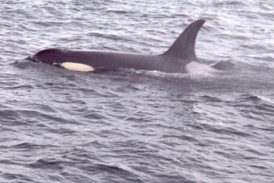 Killer Whales Have Culture, Accents, and Ruthless Hunting Tactics ...