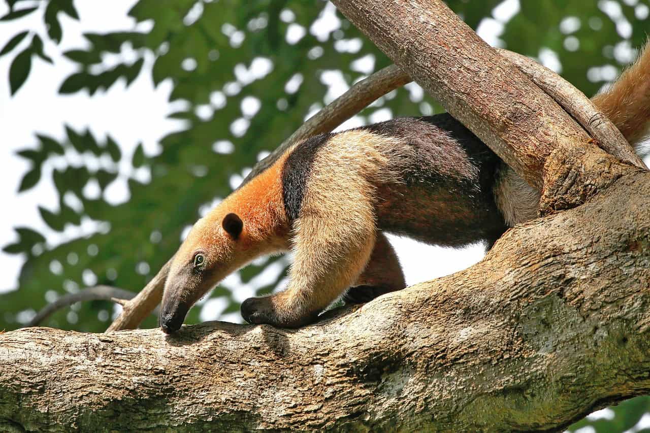 How Giant Anteaters Battle Jaguars - Animals Around The Globe