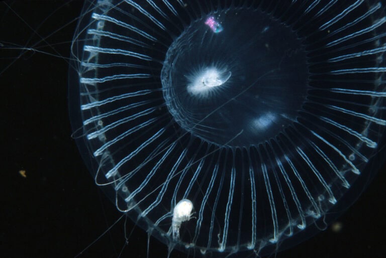 13 Underwater Creatures You Have Probably Never Seen - Animals Around ...