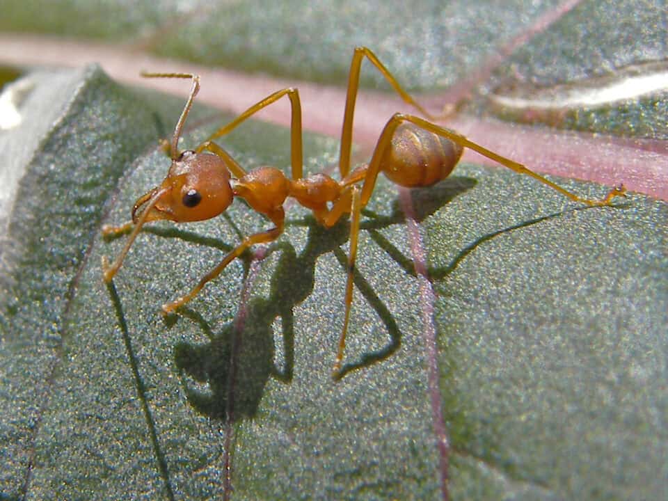 This Ant Can Lift 50 Times Its Weight - Animals Around The Globe