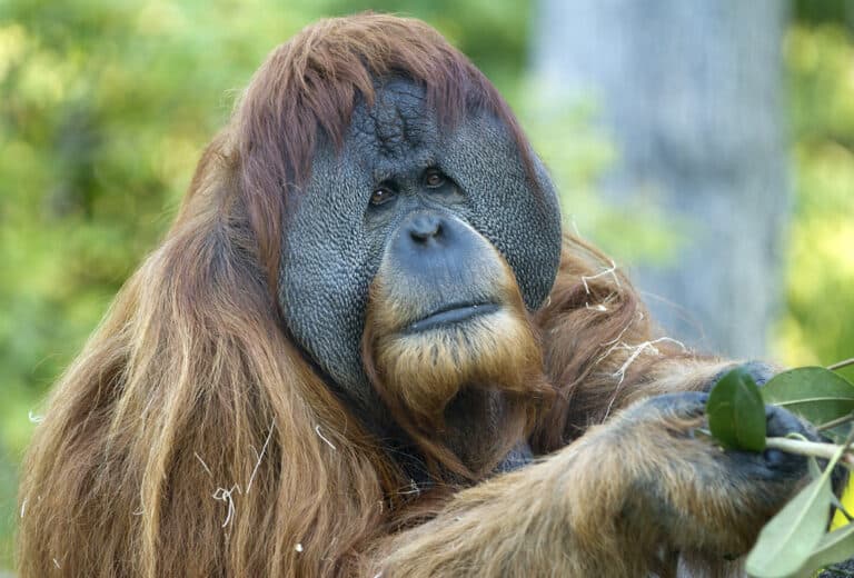 Orangutans Use Umbrellas in Rain