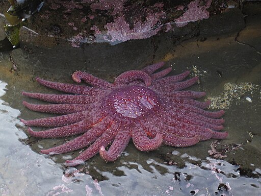 How Cold Fjords Are Saving Sea Stars from a Deadly Plague - Animals ...