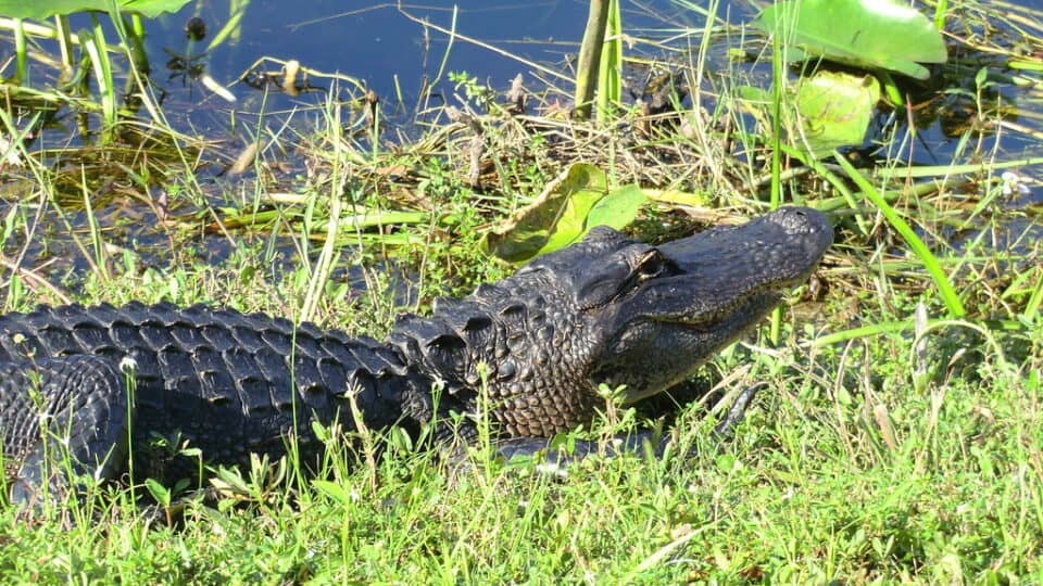 15 Alligator Behaviors That Make Them Apex Survivors - Animals Around ...