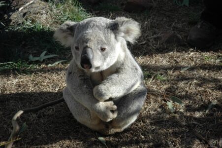 How Australia's Wildfires Changed Koala Populations Forever - Animals ...
