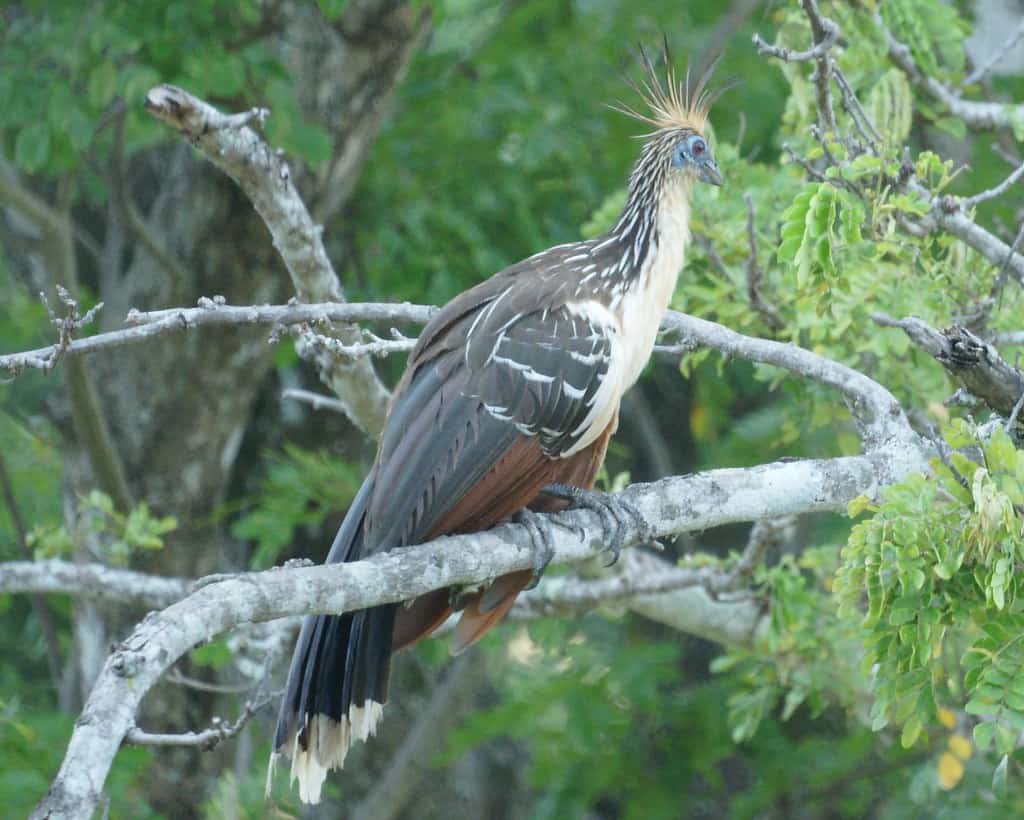 Scientists Found a Bird That Hasn't Changed in 10 Million Years ...