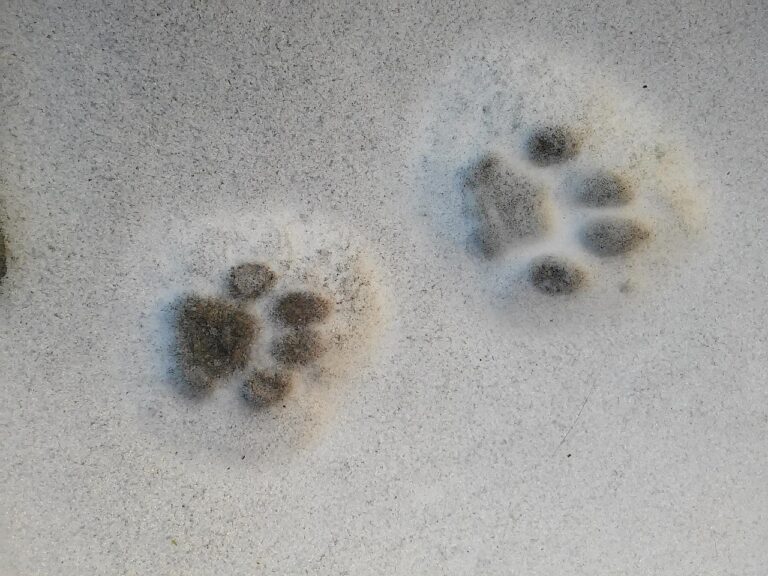Beginner’s Guide to Identifying Animal Tracks