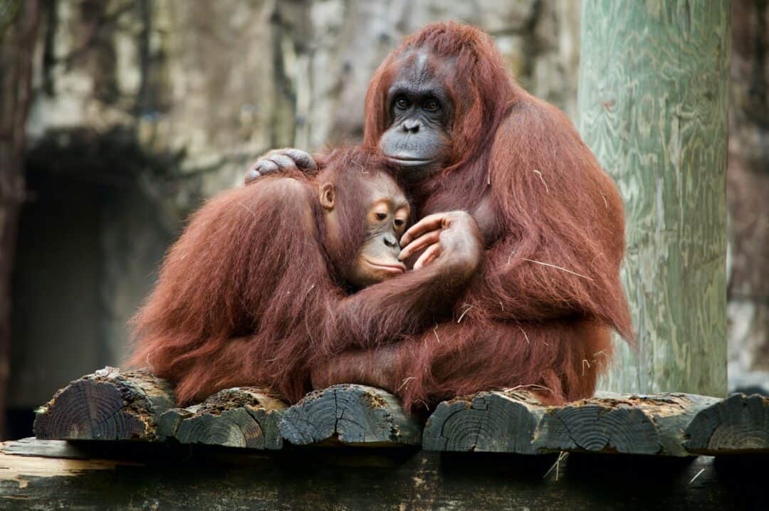 Orangutans Use Umbrellas in Rain