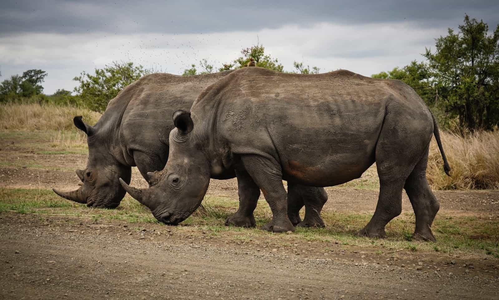 How Animals Predict Natural Disasters — Myth or Reality?