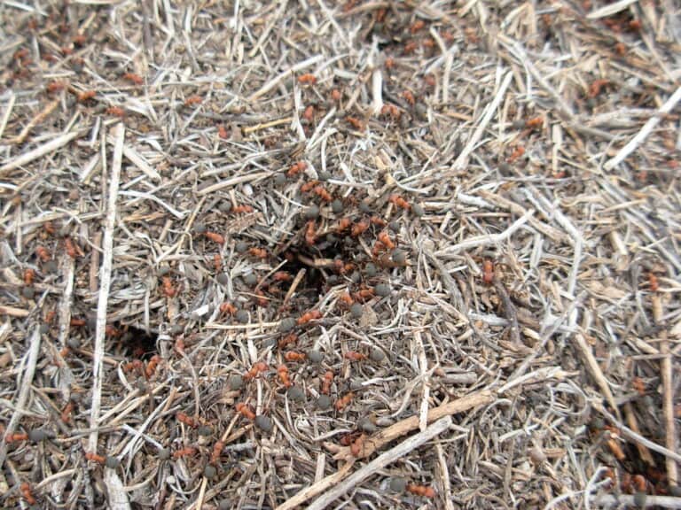 How Ant Supercolonies Span Continents