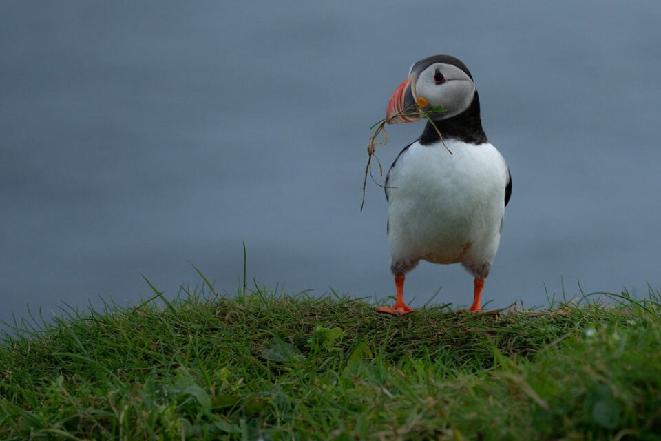 Where to See Puffins Nesting in the United States
