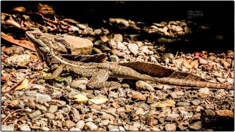 A Lizard Has the Same Gait as Velociraptors - Animals Around The Globe
