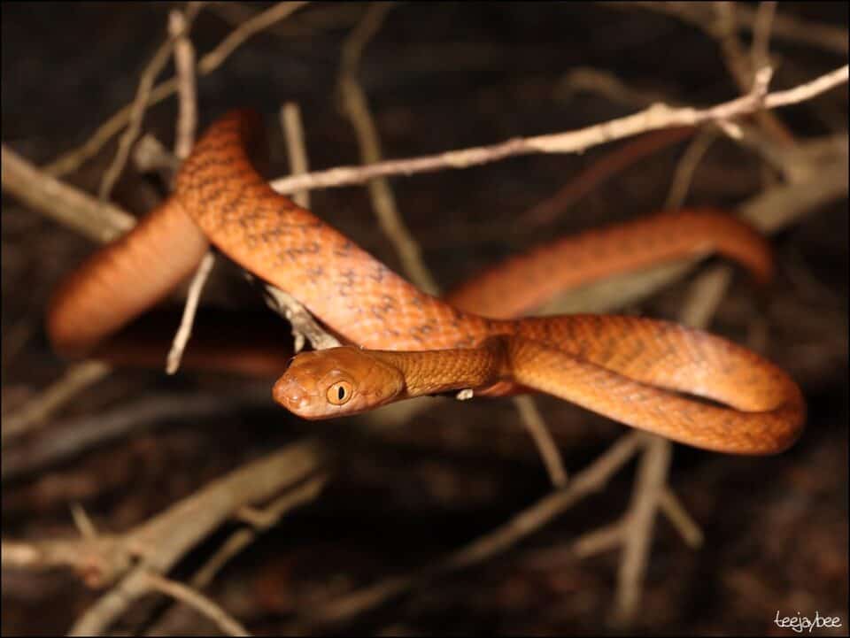 What Happens When Invasive Species Take Over a Food Chain