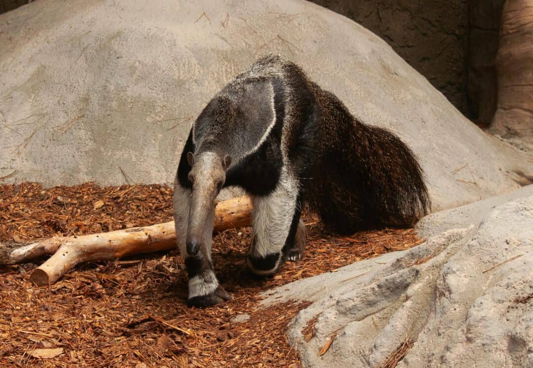 How Giant Anteaters Battle Jaguars - Animals Around The Globe