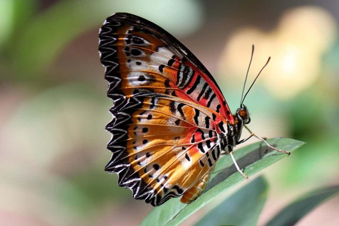 This Butterfly Tastes With Its Feet - Animals Around The Globe
