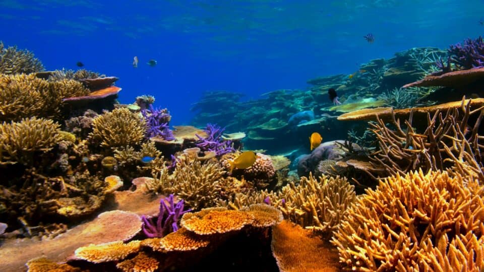 What Happens If Coral Reefs Collapse Completely - Animals Around The Globe