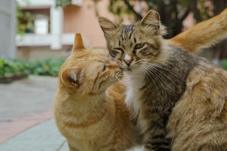 The Ancient History of Cats as Sacred Animals - Animals Around The Globe