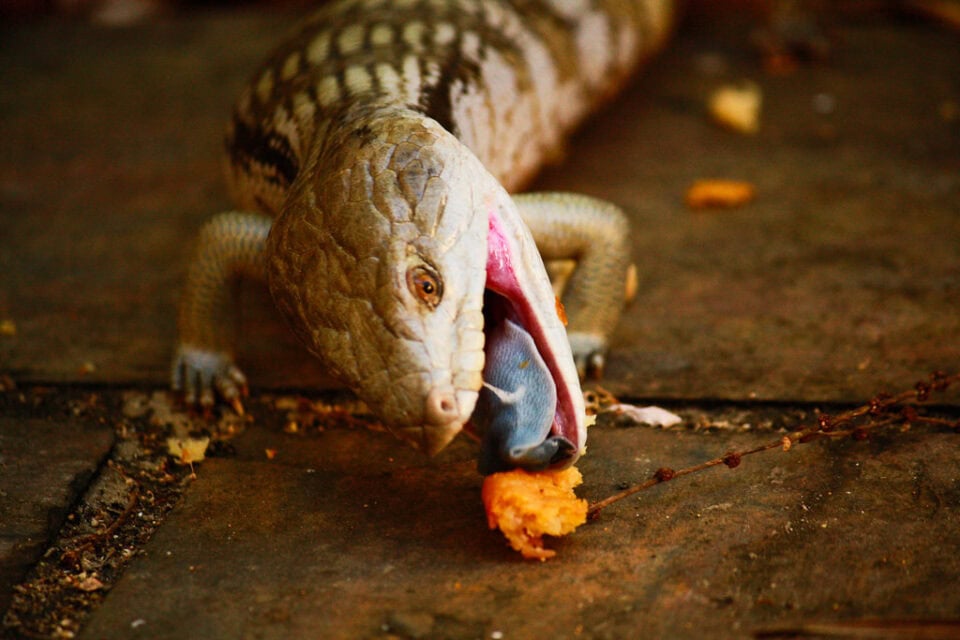 The Reptile With a Blue Tongue - Animals Around The Globe