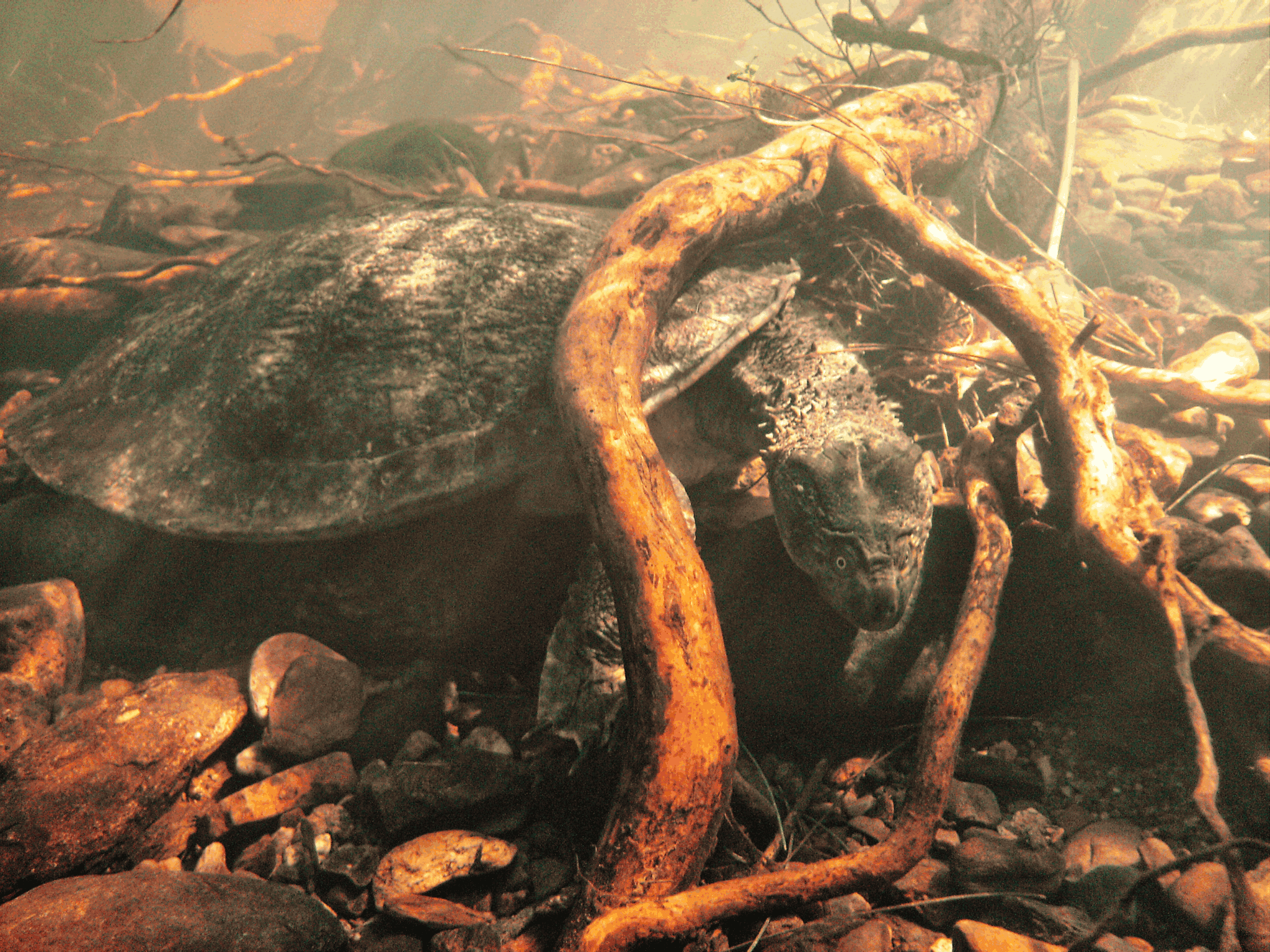 This Turtle Can Breathe Through Its Butt - Animals Around The Globe