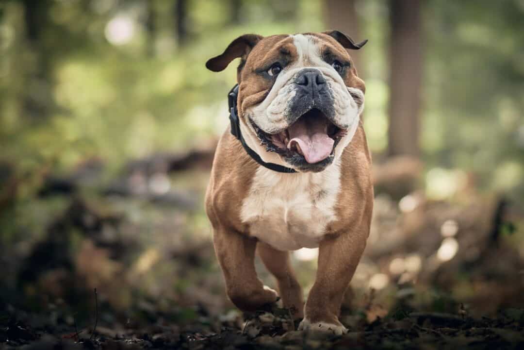 How Pet Ownership Impacts Human Mental Health - Animals Around The Globe
