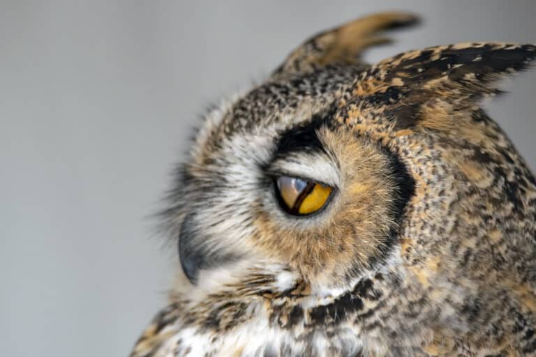 The Science Behind the Owl’s Asymmetrical Ears
