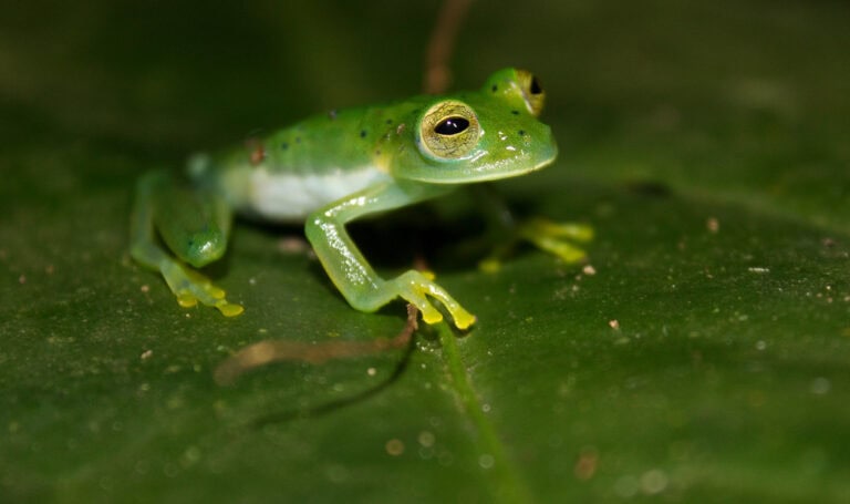 14 Baby Animals That Look Nothing Like Their Parents - Animals Around ...