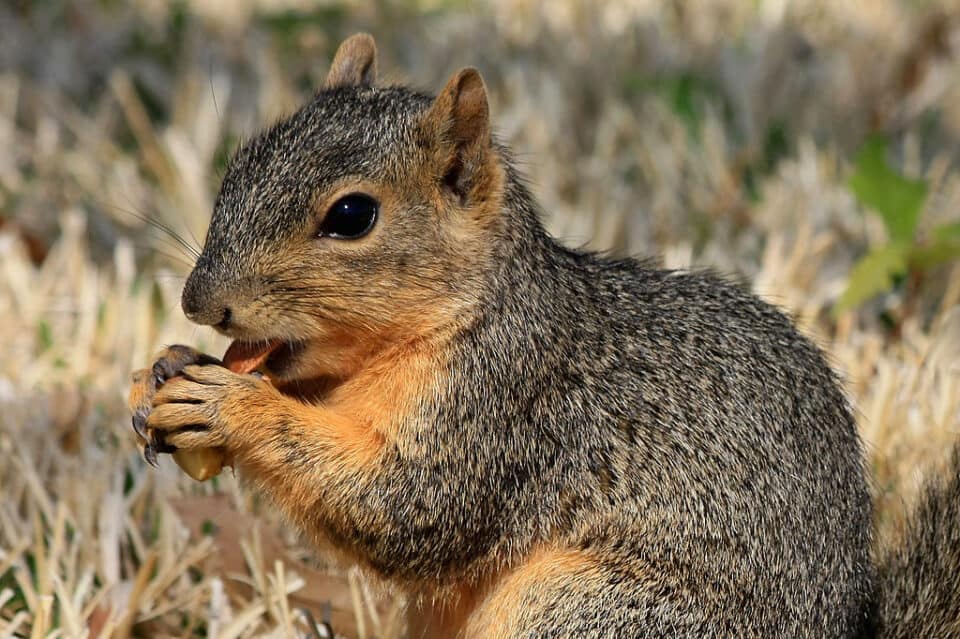 The Wildlife Truth Behind Ice Age's Scrat and His Acorn - Animals ...