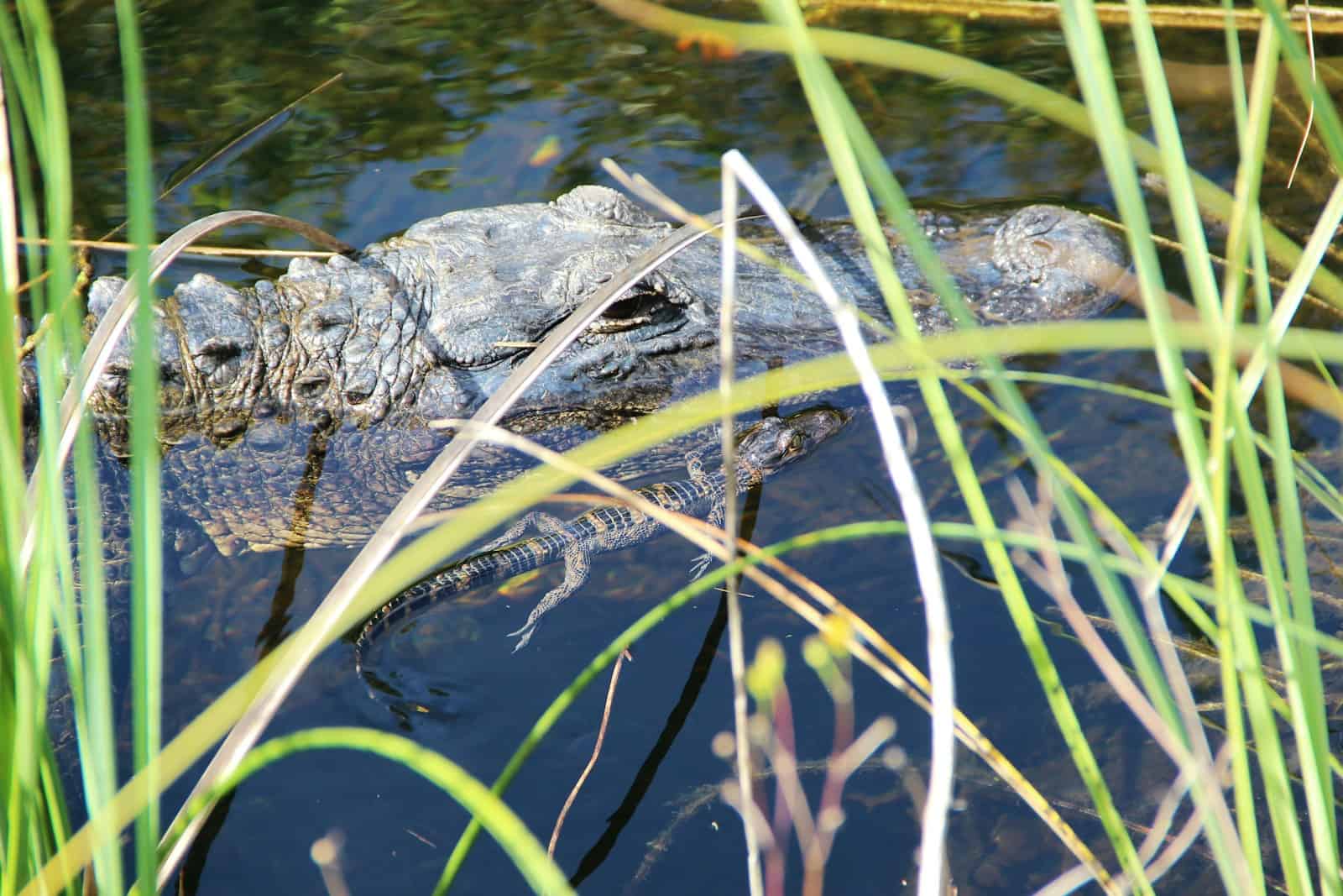 Crocodile vs. Buffalo: Nature’s Most Brutal Standoff - Animals Around ...