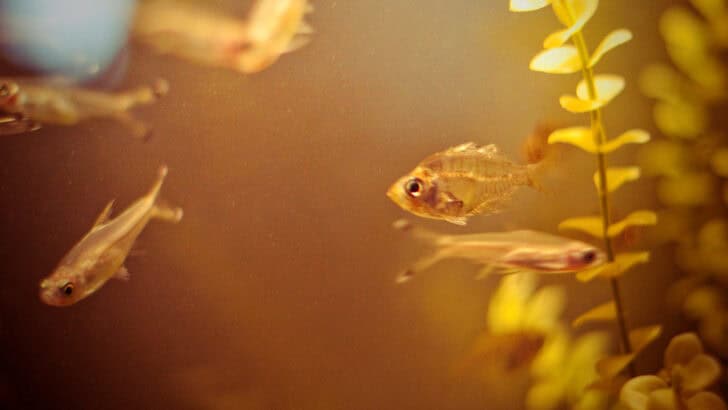 This Fish Has Transparent Skin - Animals Around The Globe