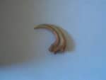 A Lizard Has the Same Gait as Velociraptors - Animals Around The Globe