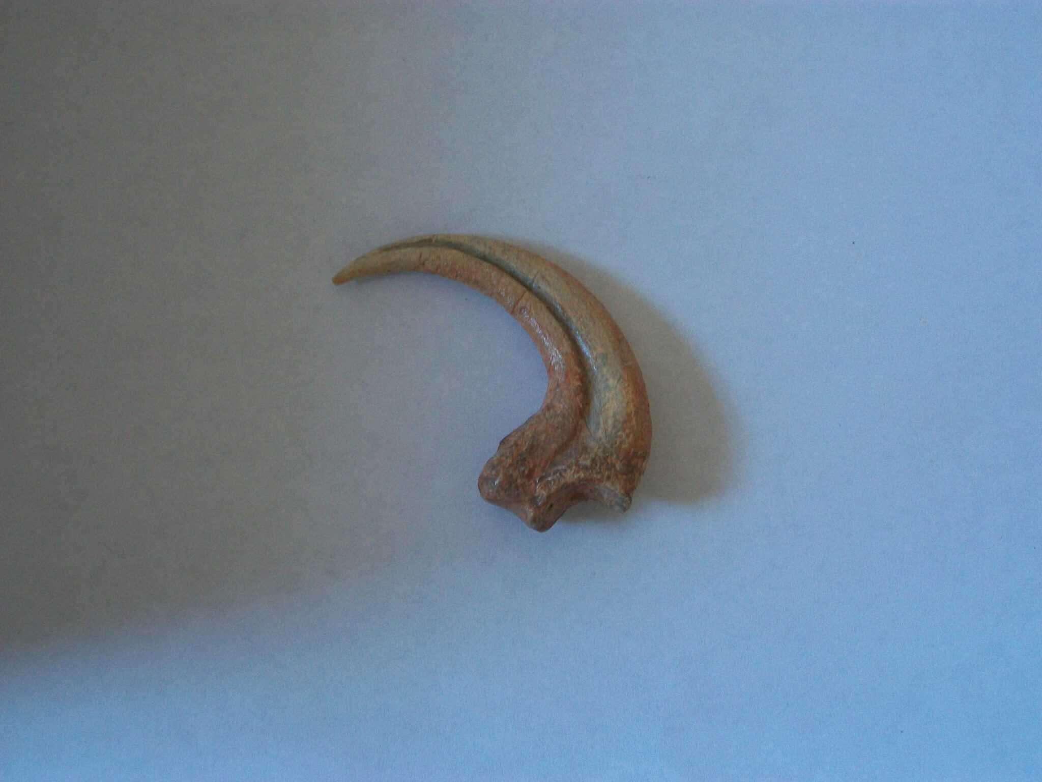 A Lizard Has the Same Gait as Velociraptors - Animals Around The Globe