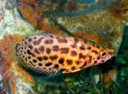 This Fish Has Transparent Skin - Animals Around The Globe