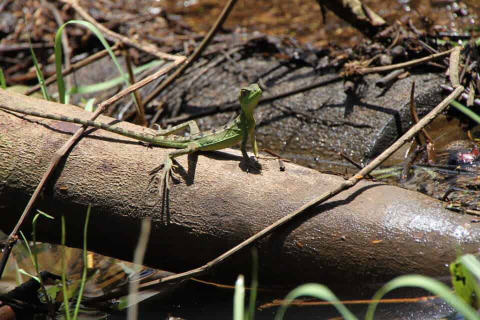 A Lizard Has the Same Gait as Velociraptors - Animals Around The Globe