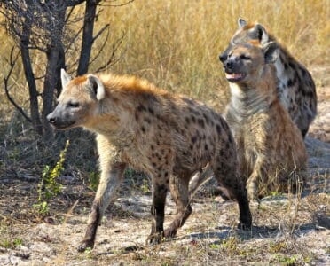 The Truth About Hyena Intelligence and Social Power