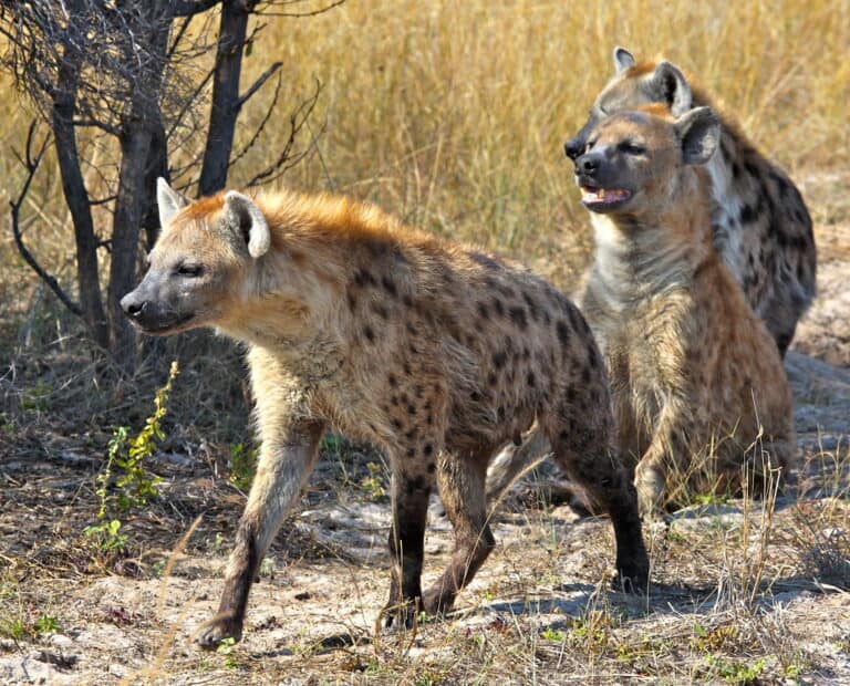 The Truth About Hyena Intelligence and Social Power