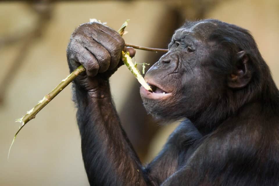 The Bonobos That Challenge Our Understanding of Cooperation
