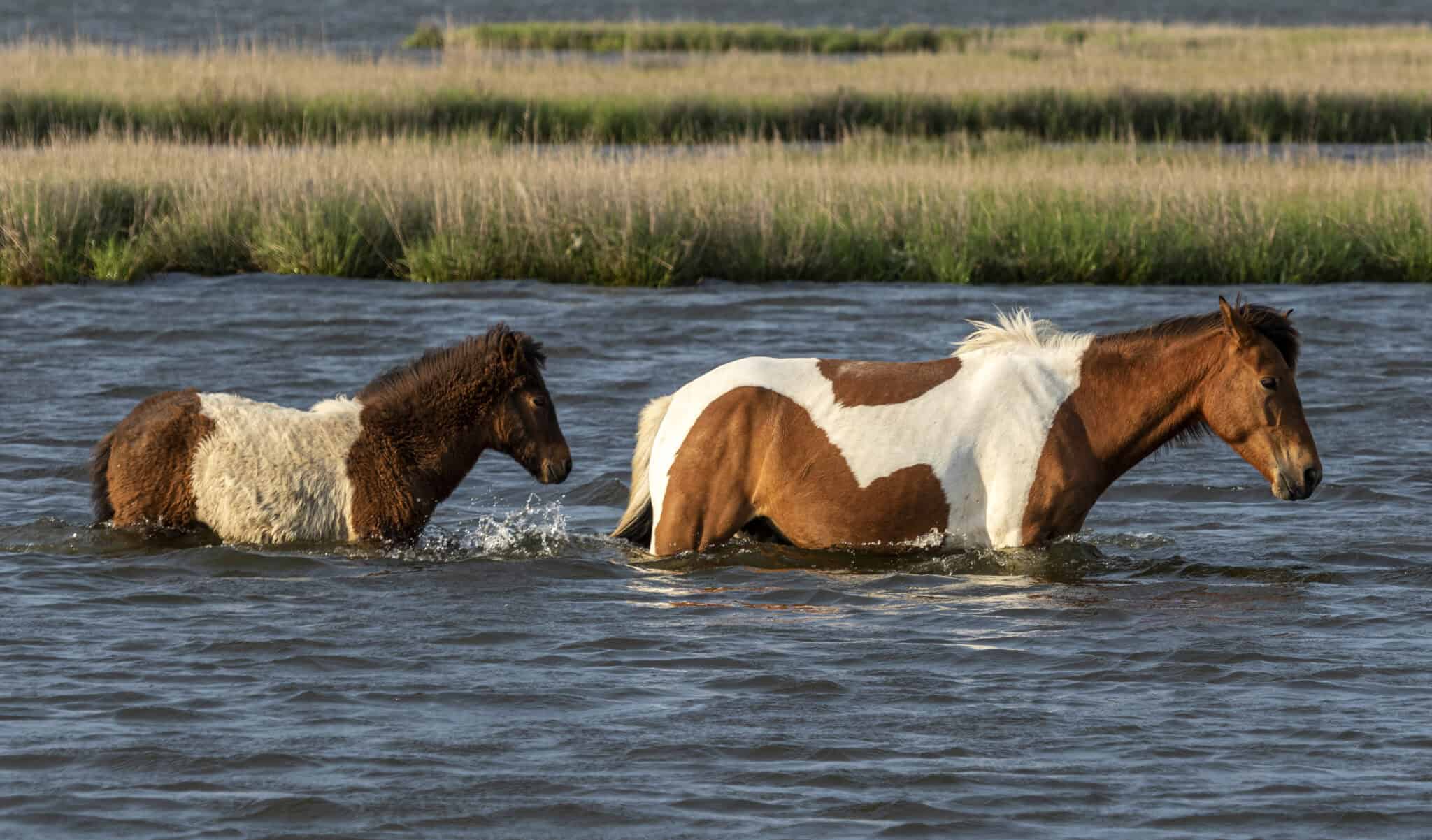 14 Myths About Horses (Busted by Experts) - Animals Around The Globe