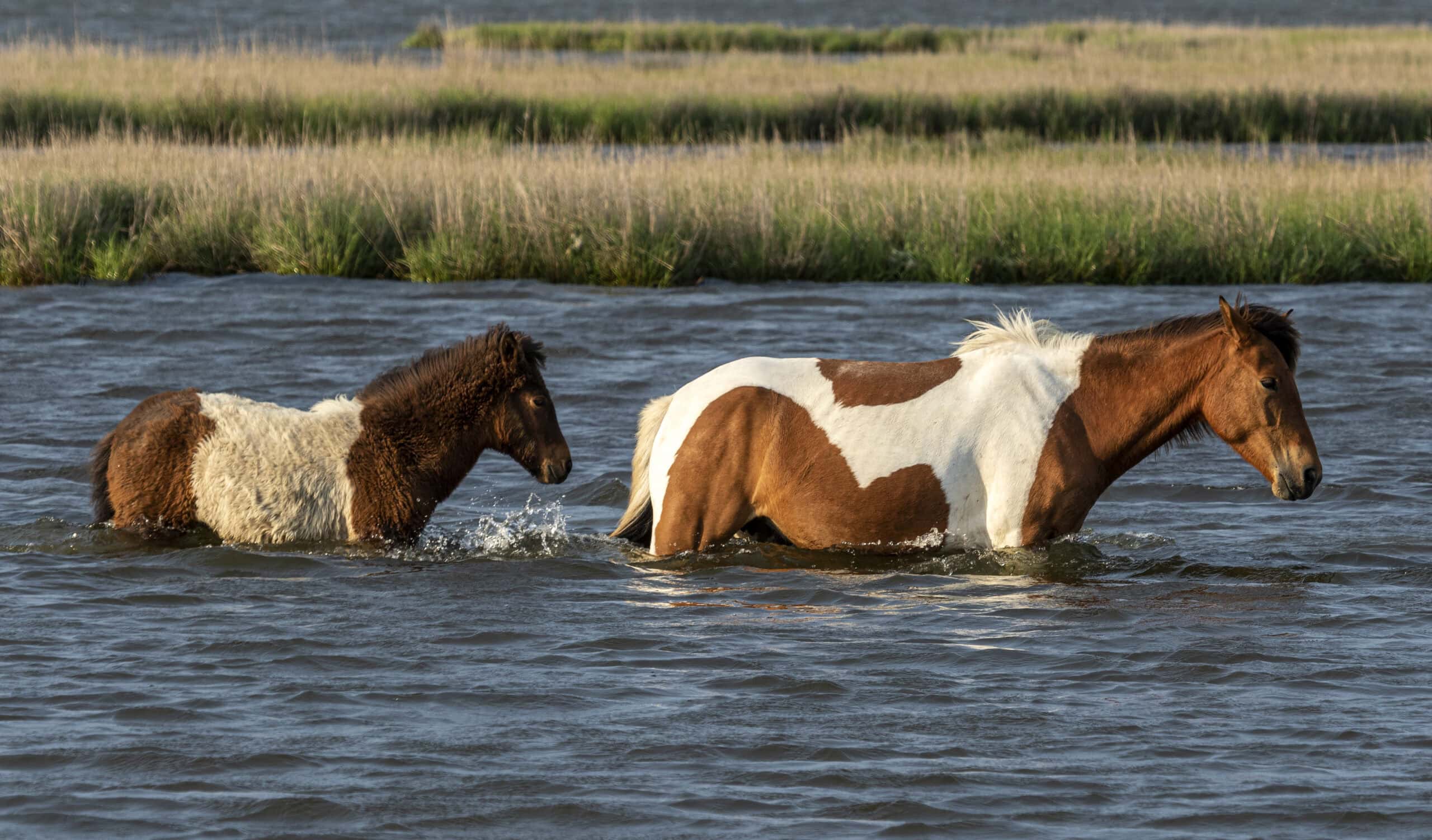 14 Myths About Horses (Busted by Experts) - Animals Around The Globe