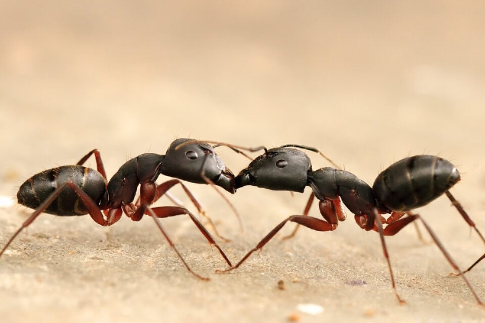 The Insect That Explodes to Defend Its Colony - Animals Around The Globe