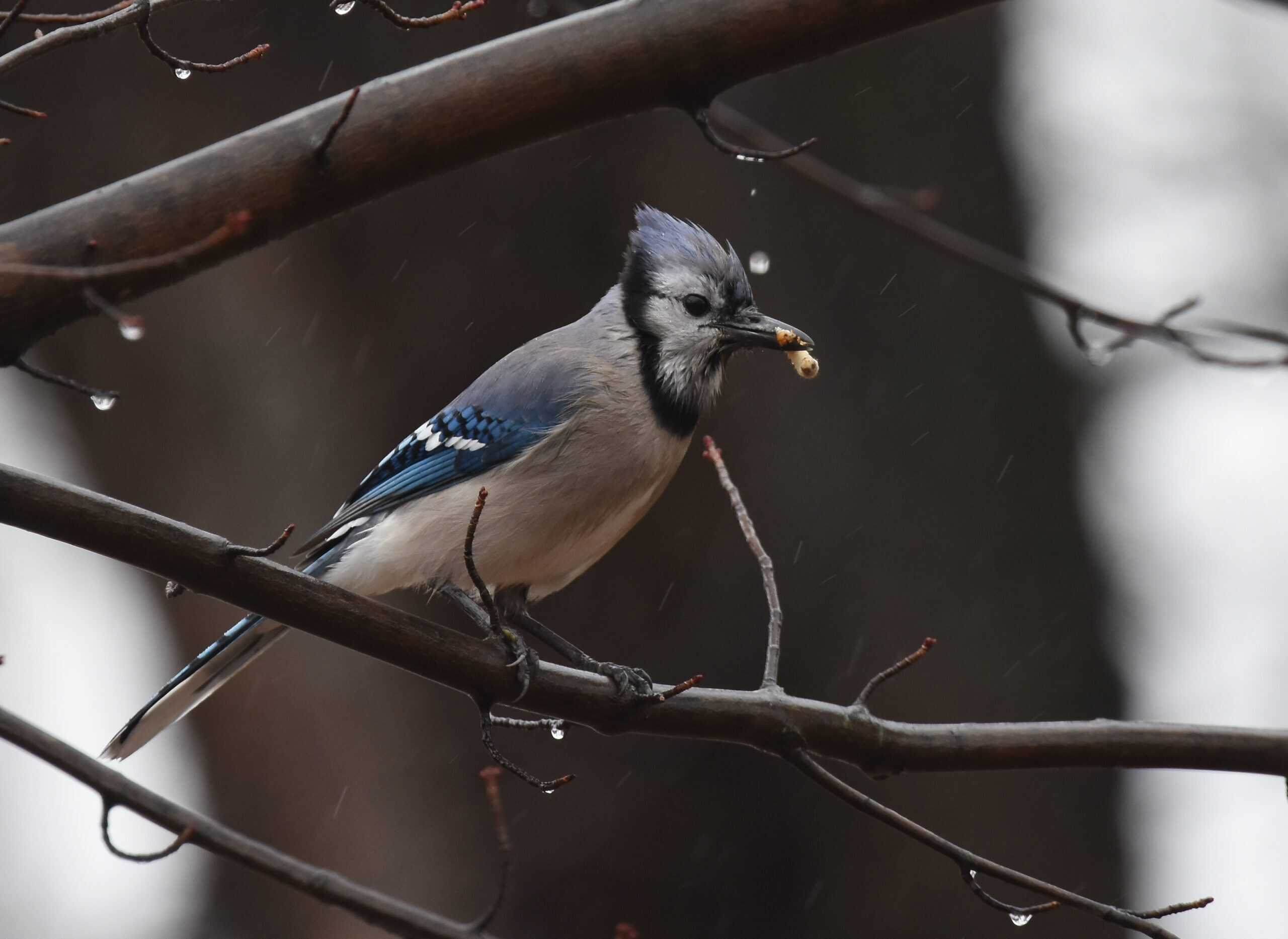 Animal Behavior Explained Through Psychology - Animals Around The Globe