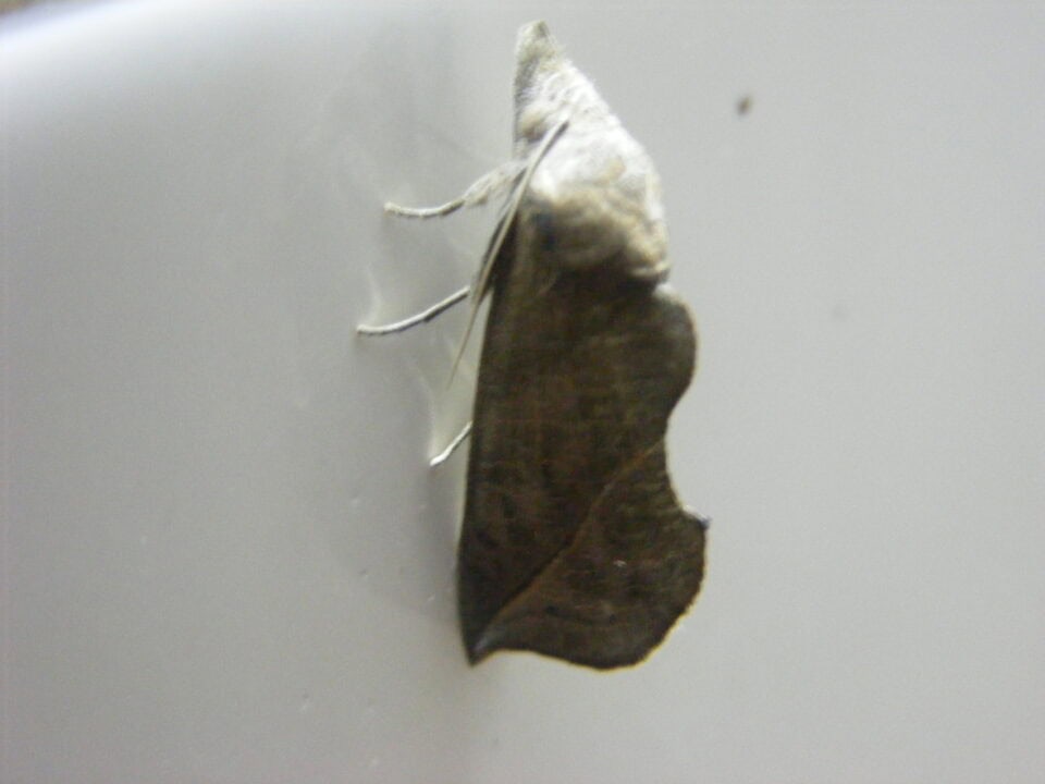 The Moth That Drinks Blood