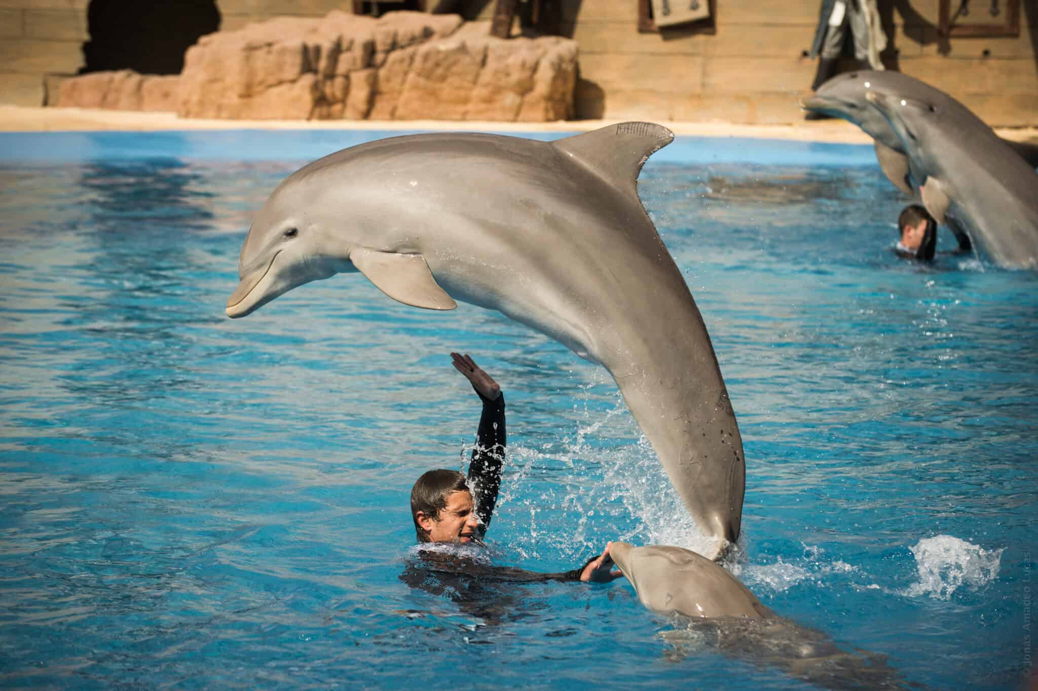 The Truth About Dolphins and Human Friendships