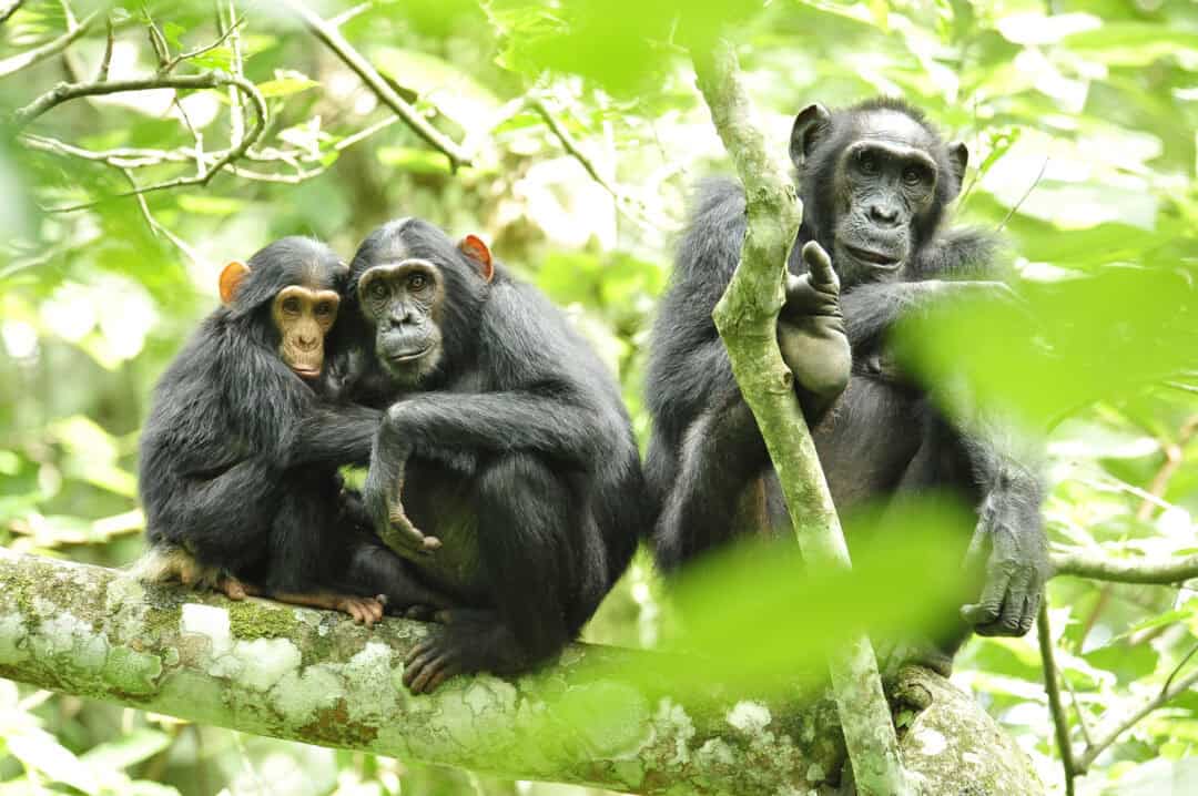 The Truth About Animal Intelligence - Animals Around The Globe