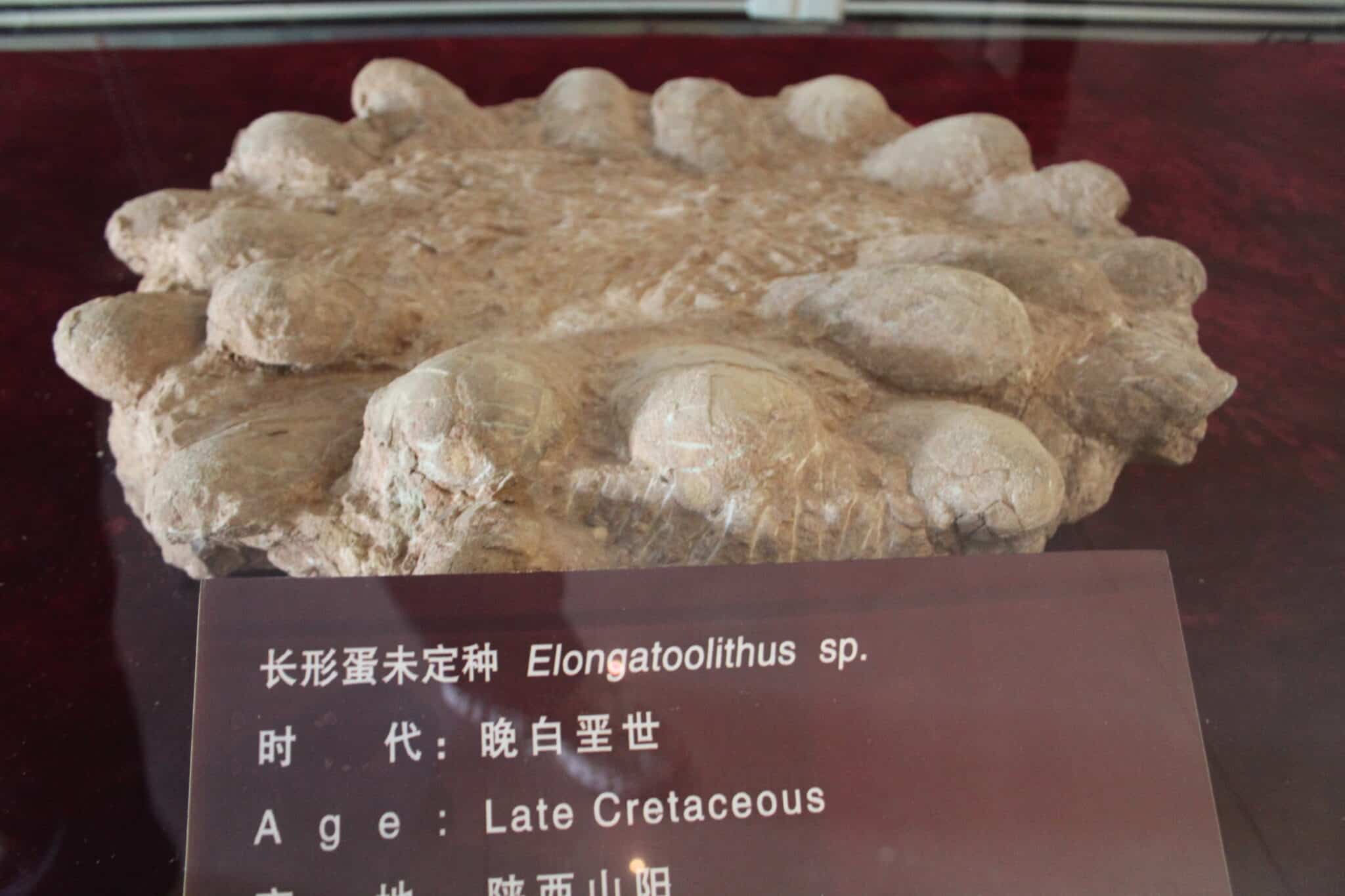 A Fossilized Dino Nest Was Found Intact - Animals Around The Globe