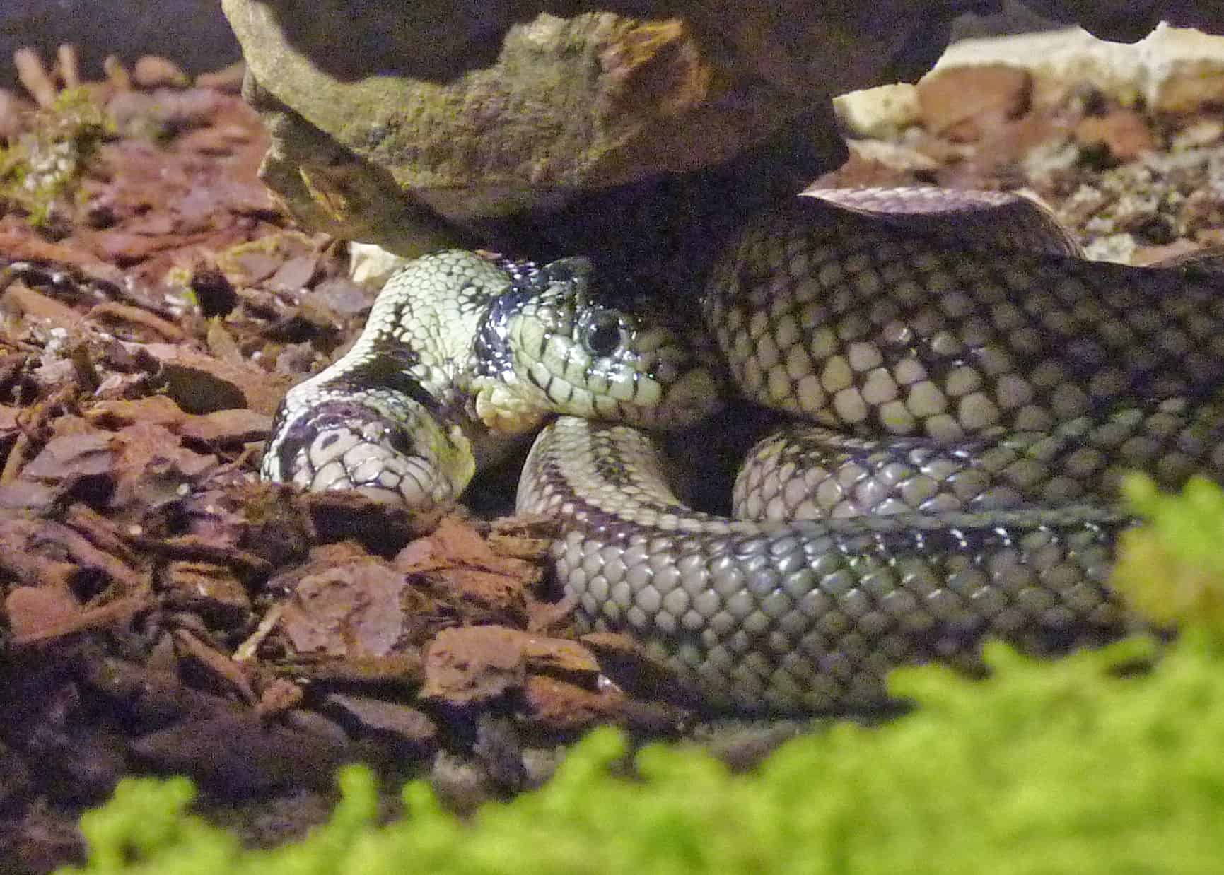 Two-Headed Kingsnake Slithers into Spotlight in Berkeley